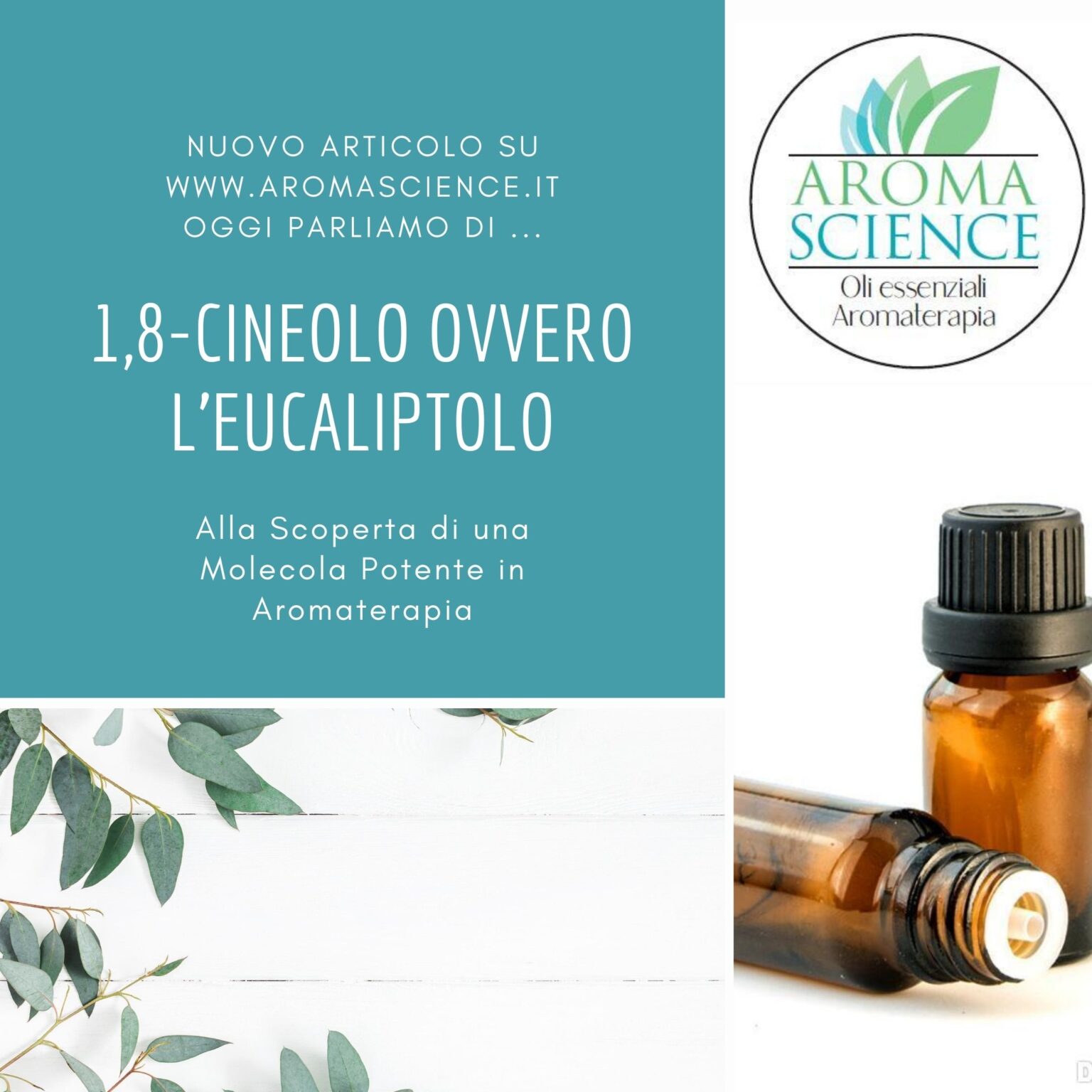 1,8-Cineolo, Eucaliptolo, Alla Scoperta Di Una Molecola Potente! » Oli ...